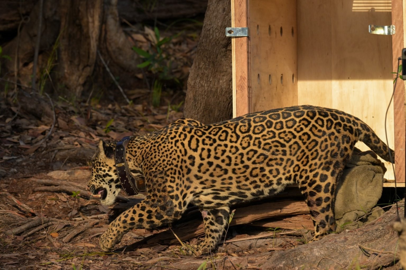 Onça-pintada resgatada no meio do Rio Negro é devolvida à natureza após ...